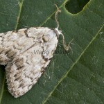 Vlado Molnár » Meganola strigula (Denis & Schiffermüller, 1775)