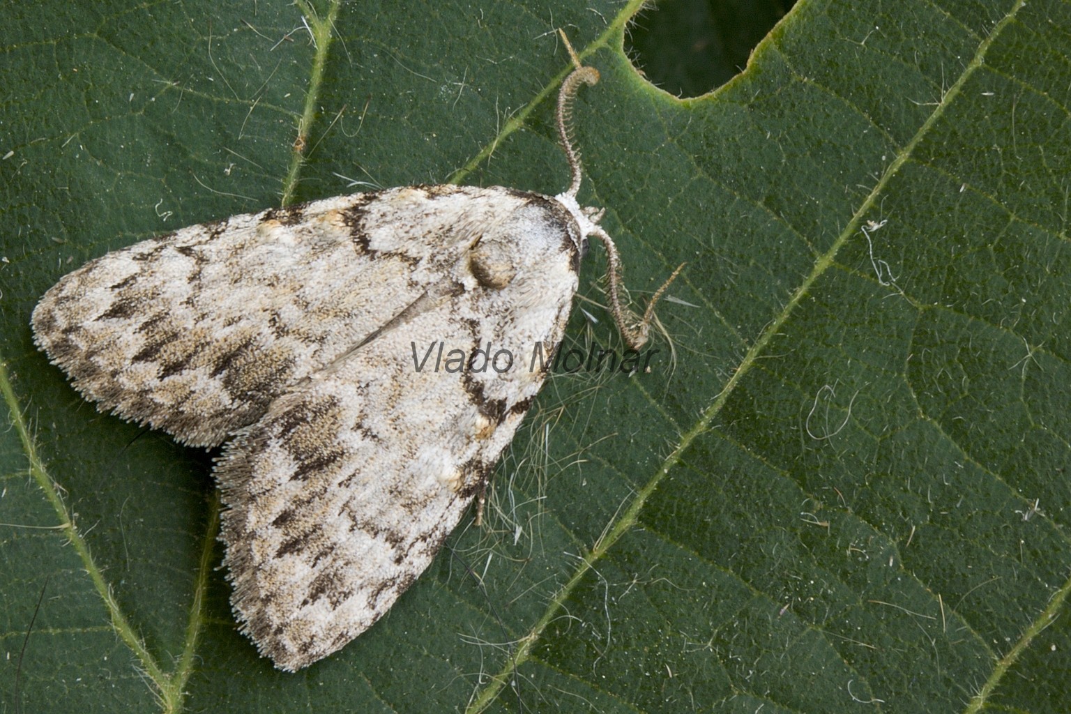 Vlado Molnár » Meganola strigula (Denis & Schiffermüller, 1775)