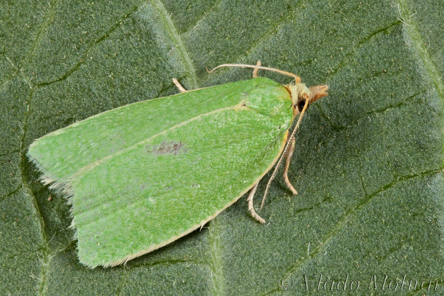 Vlado Molnár » Tortrix viridana (Linnaeus, 1758)
