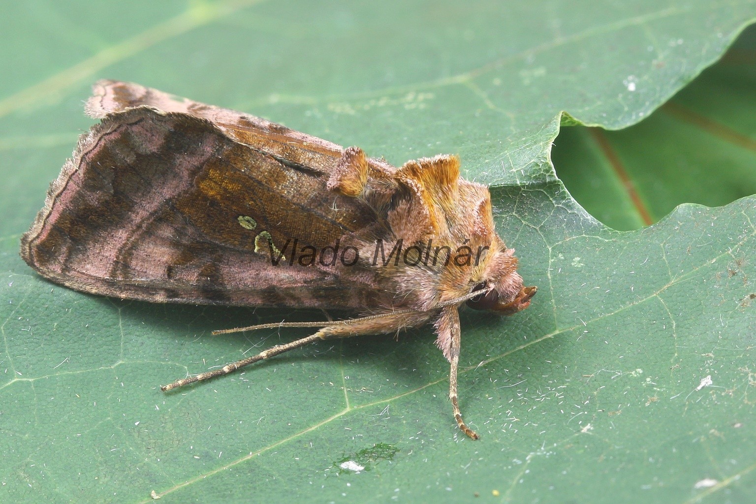 Vlado Molnár » Autographa jota (Linnaeus, 1758)