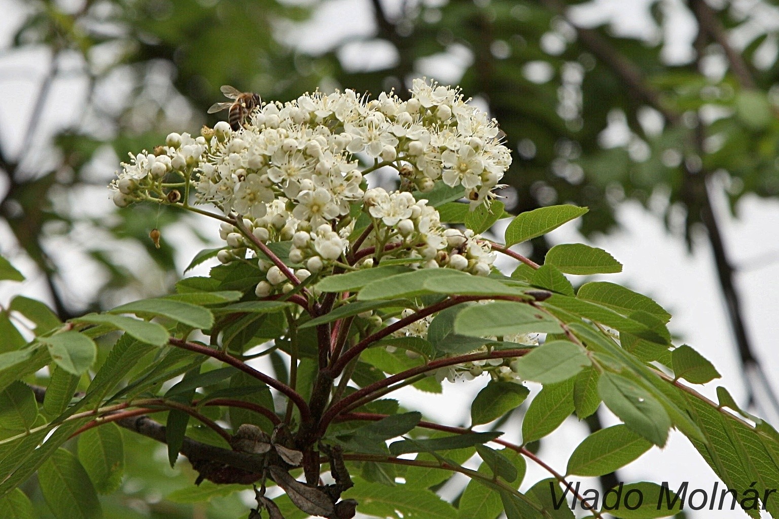 Vlado Molnár » Sorbus aucuparia L. – Jarabina vtáčia
