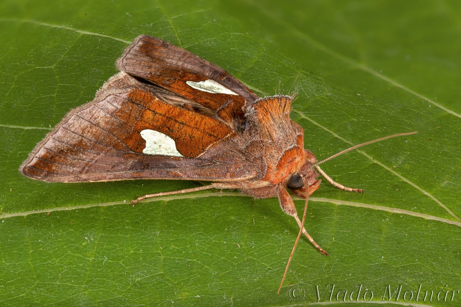 Vlado Molnár » Autographa bractea (Denis & Schiffermüller, 1775)